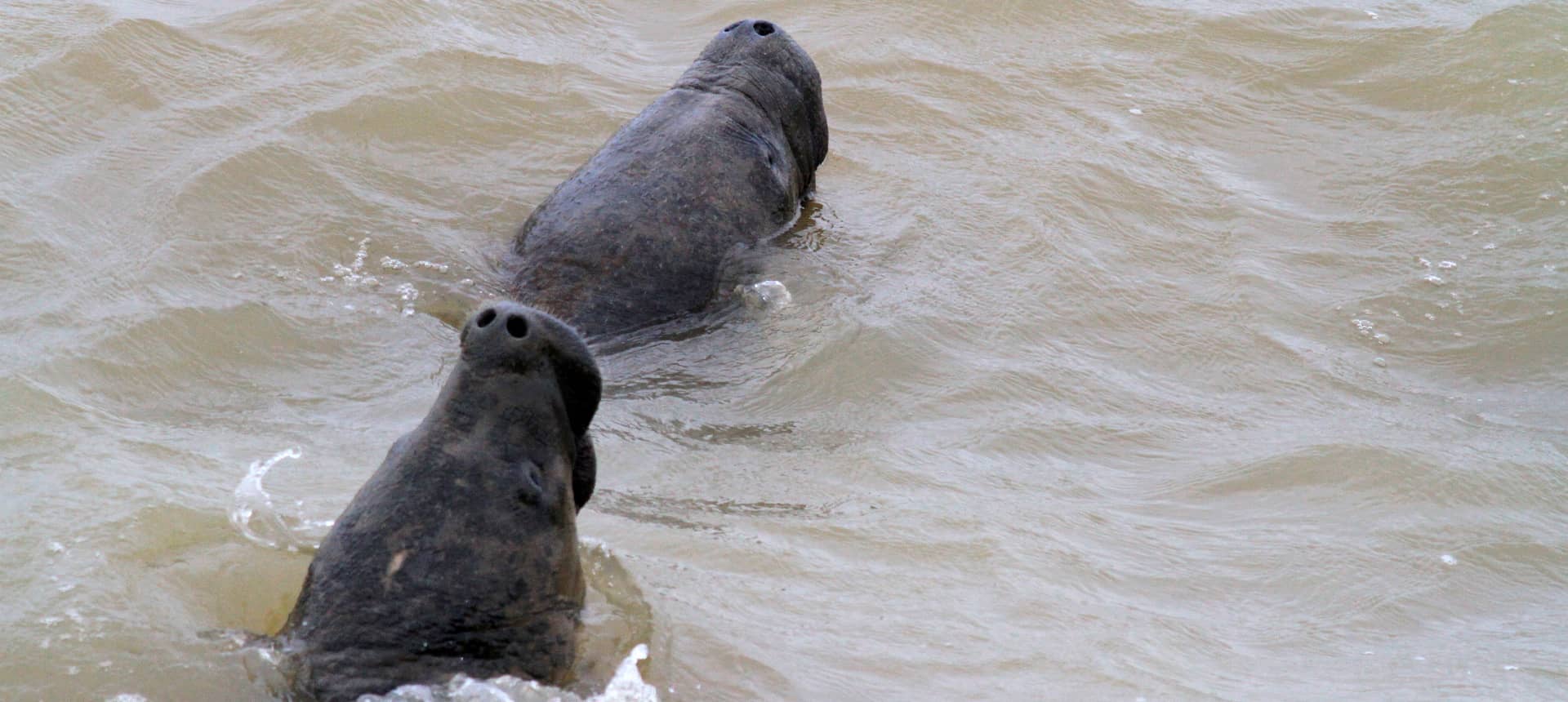 Lamantins - Association Kwata