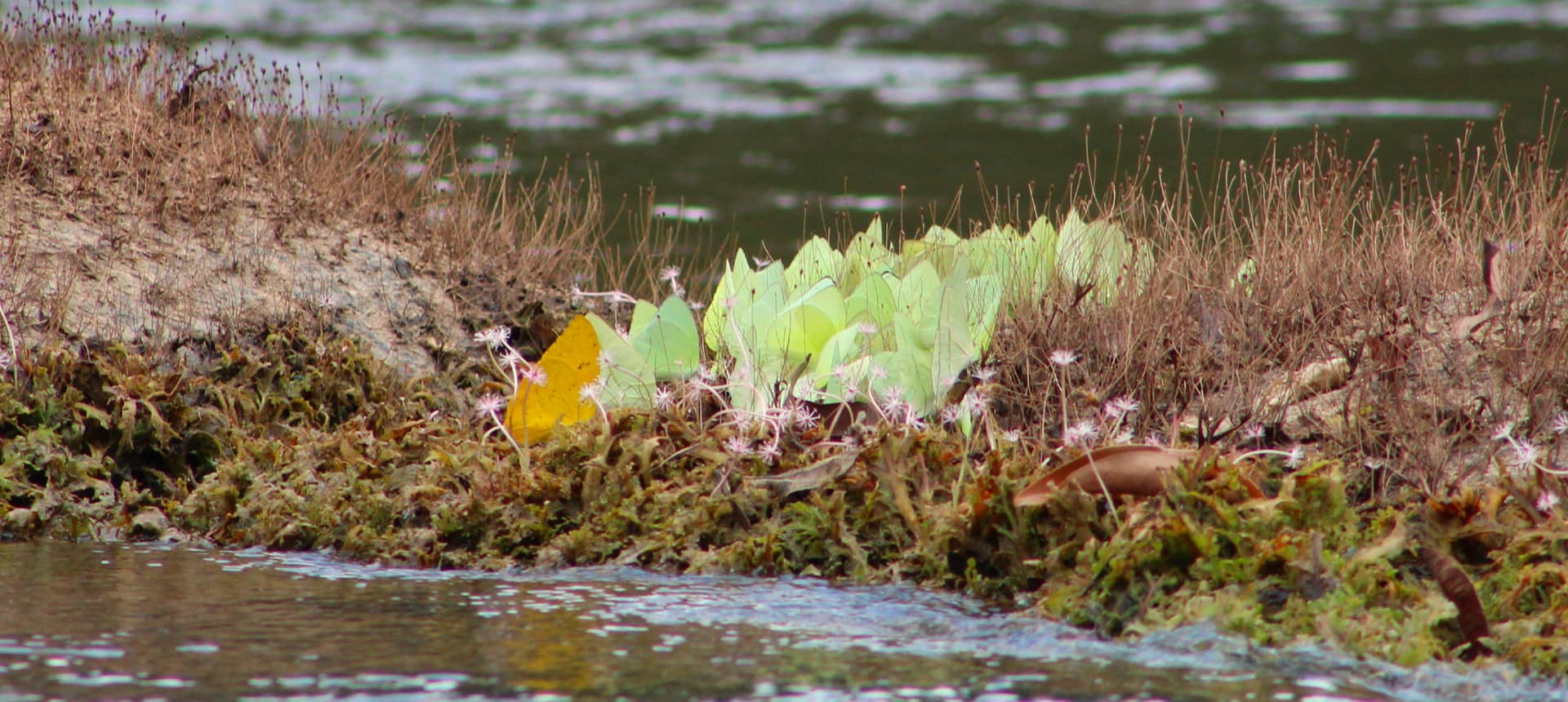 Documentation-Publication scientifique-Ecologie et distribution des ...